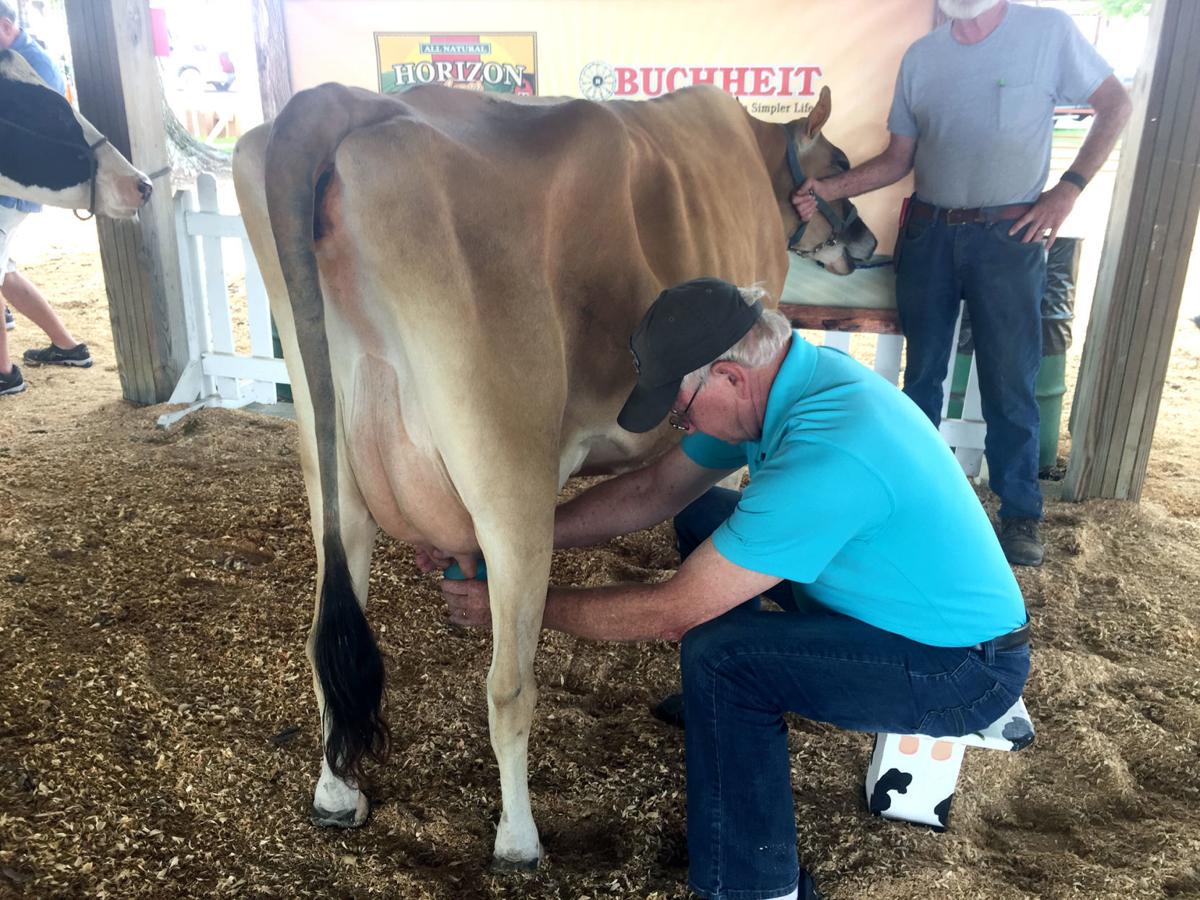 Moo Moo Classic: Cow-milking contest unofficially opens Du Quoin State ...
