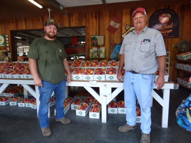 Cobden set to host 85th annual Peach Festival | Local News ...