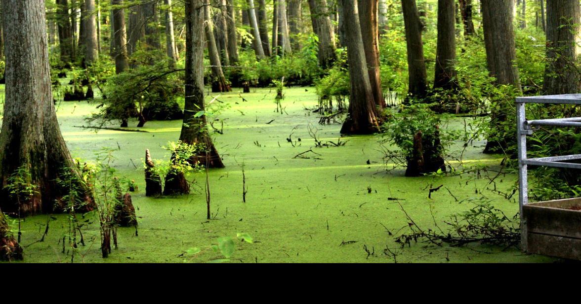 10 hidden gems of Southern Illinois' forests | Entertainment ...