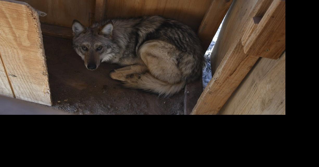 Biologists keeping close eye on wandering rare Mexican wolf | Nation ...