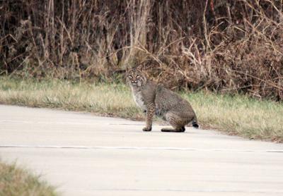 Illinois hunters kill 318 bobcats during 2017-18 season | State/Region ...