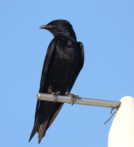 Purple martin colony finds home in Jefferson County | Outdoors ...