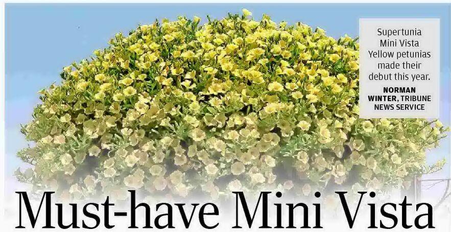 Must-have Mini Vista