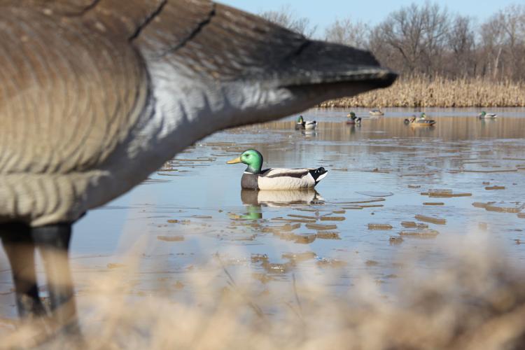 Outdoors | Midwest duck season may be impacted by drought, low harvest ...