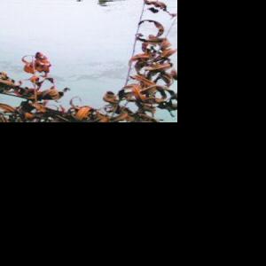 DUCK HUNTING AT MERMET | Sports | thesouthern.com