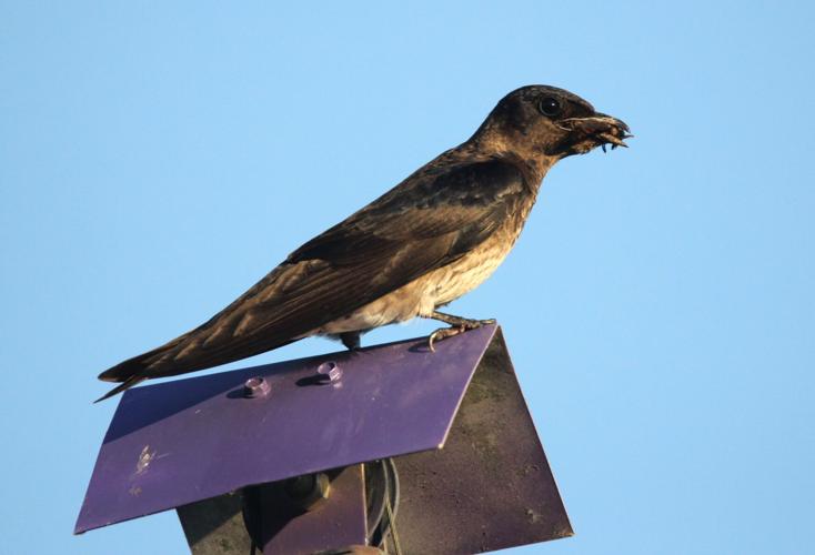 Purple martin colony finds home in Jefferson County | Outdoors ...