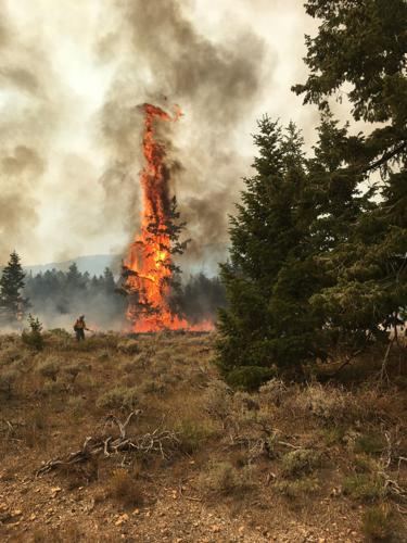 These Southern Illinois foresters just got home from fighting wildfire ...