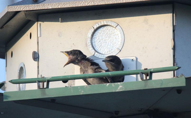 Purple martin colony finds home in Jefferson County | Outdoors ...