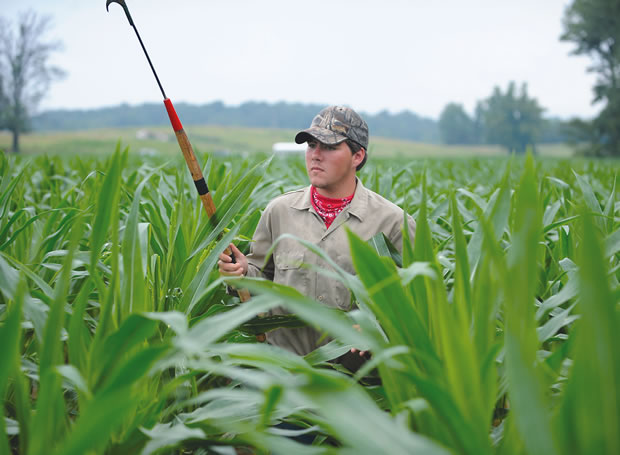 Mastering the corn market | Local Business | thesouthern.com