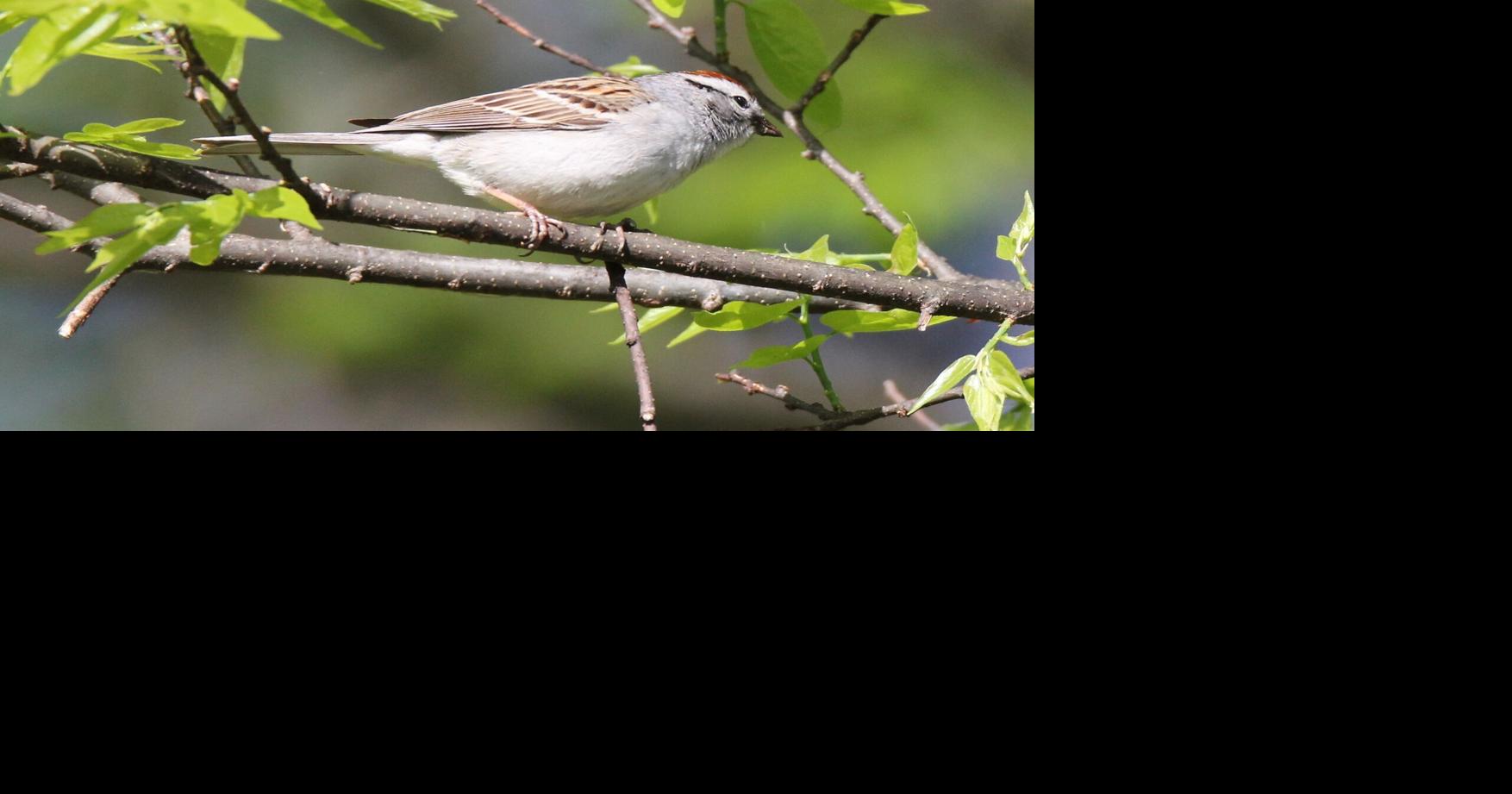 Outdoors | Mermet Lake is a wildlife magnet in the spring | Outdoors ...
