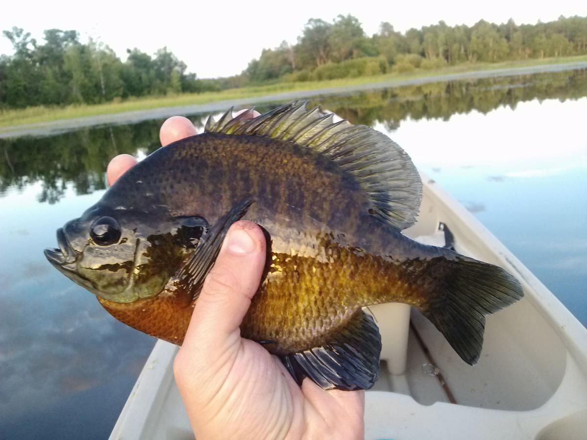 Bluegill management approach flawed | Sports | thesouthern.com