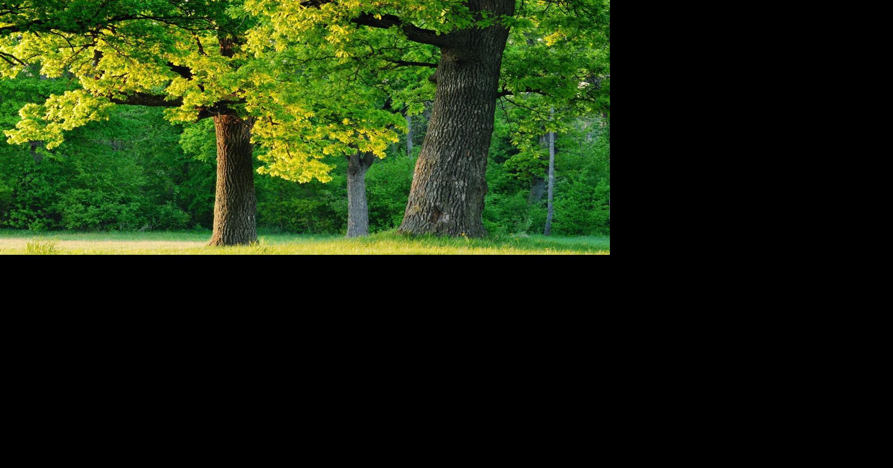 Green Trees Initiative adds 25 new trees to Perry County Fairgrounds ...