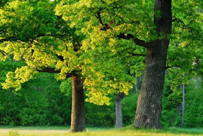 Green Trees Initiative adds 25 new trees to Perry County Fairgrounds ...