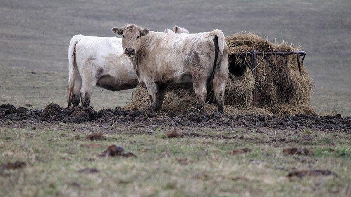 Muddy pastures may require light tillage come spring