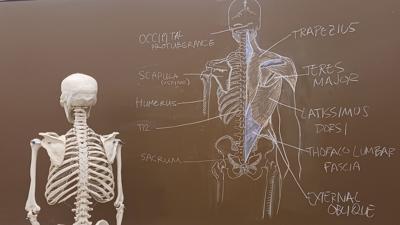 SIU melds art and science with anatomical drawing workshop July 13 to ...
