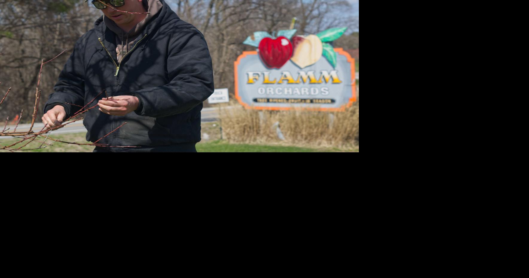 Southern Illinois peach growers will have peaches for their markets ...