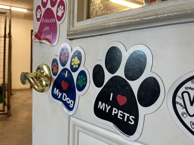 Keeping pets in mind as cold weather strikes | Latest Headlines ...