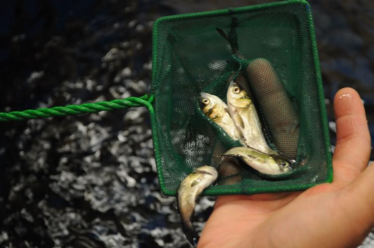 A fish tale: FIn Gourmet Foods is growing by leaps and bounds ...