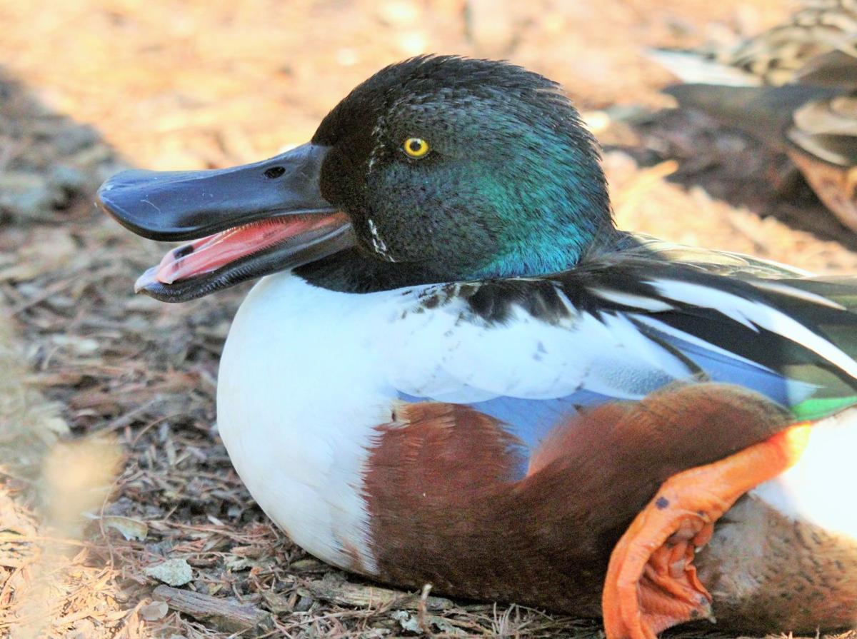 Sports: Duck populations down from last year, strong overall | Outdoors ...