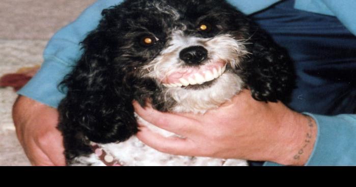 Doggy Dentures.jpg | | thesouthern.com