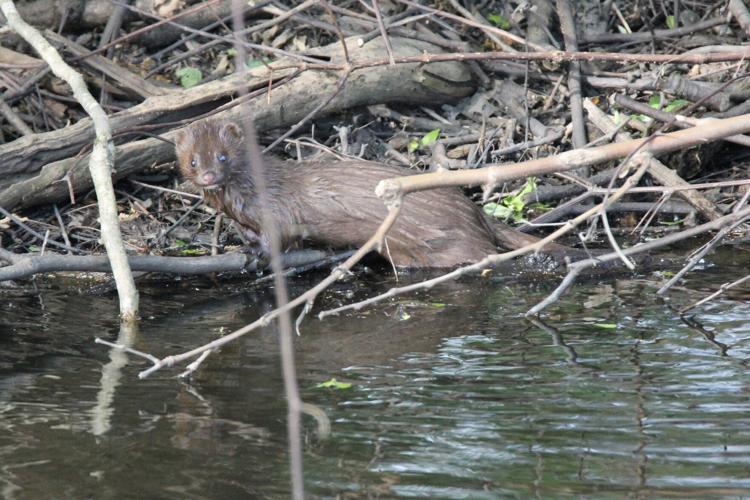 Outdoors | Mermet Lake's mink population is thriving | Outdoors ...