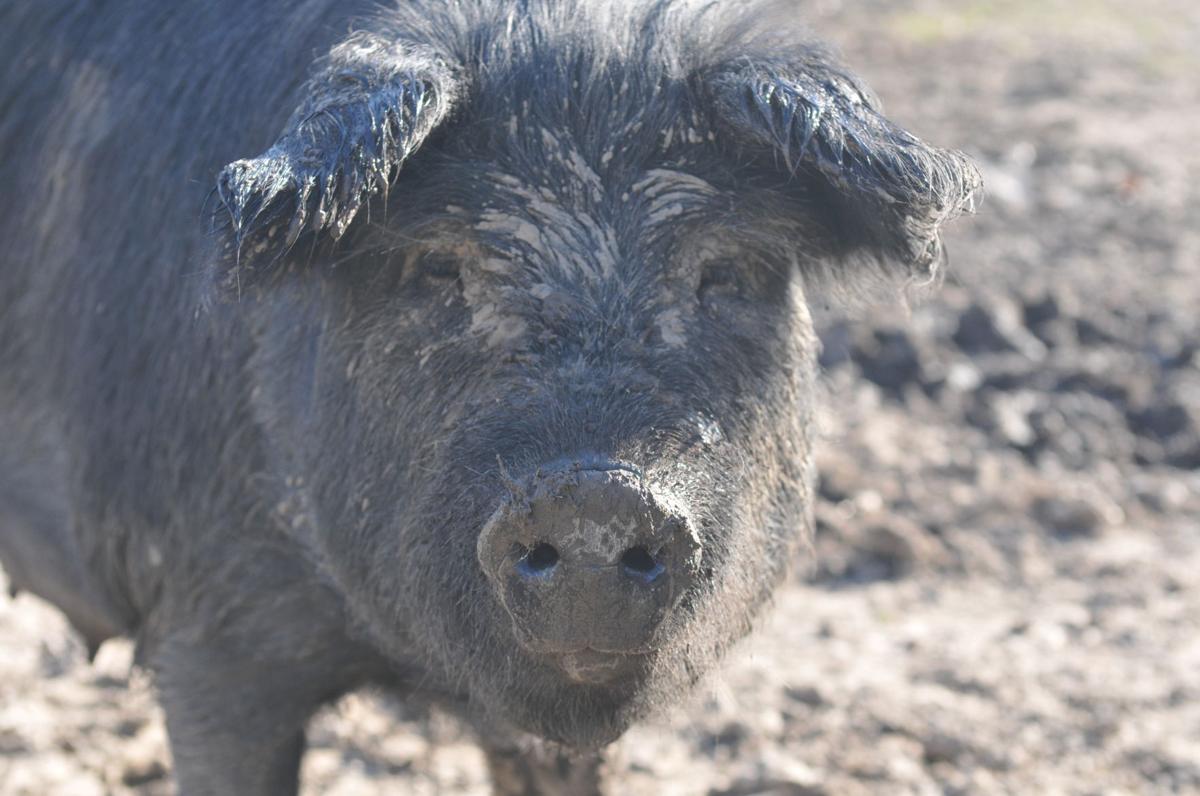 Pasture raised and pure: Local farmers raise sustainable meats for ...