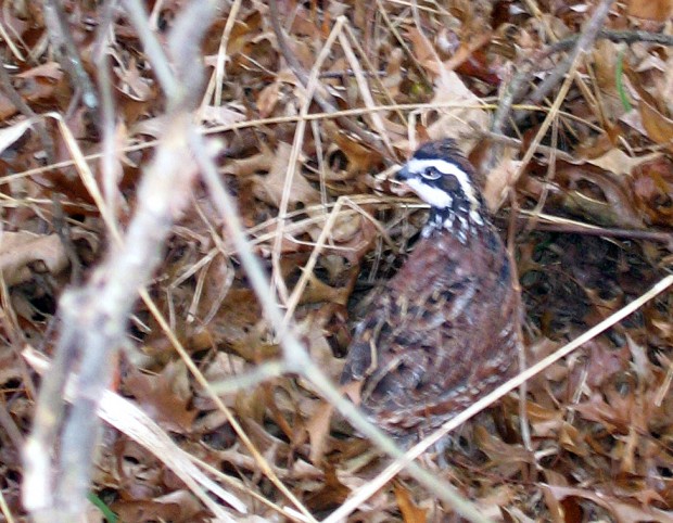 State extends controlled pheasant hunting season | State/Region ...