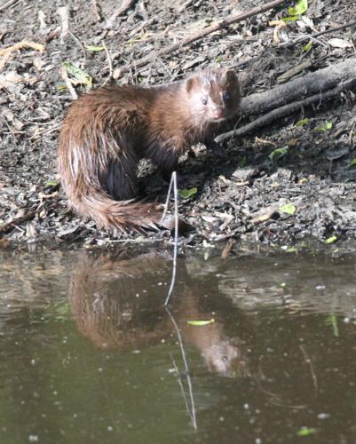 Outdoors | Mermet Lake's mink population is thriving | Outdoors ...