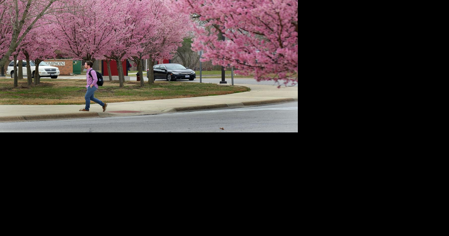 'False spring' could spell trouble for crops, bees | Environment ...