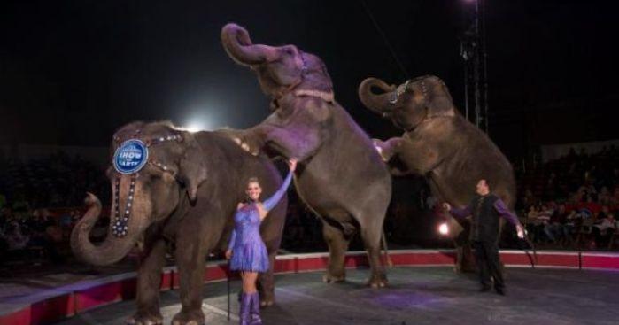 Family business: Catherine Carden brings eight generations of circus ...