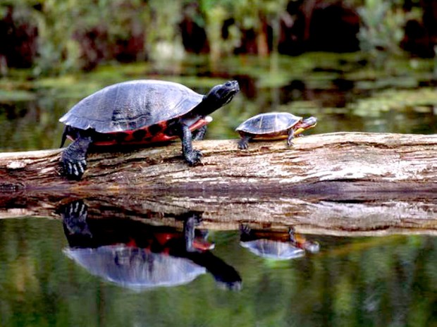 Spring is back ... and so are the turtles | Sports | thesouthern.com