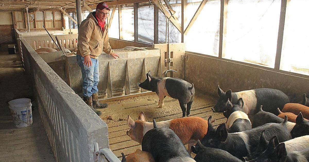 Jefferson County hog farmer keeps independent operation in tough times ...