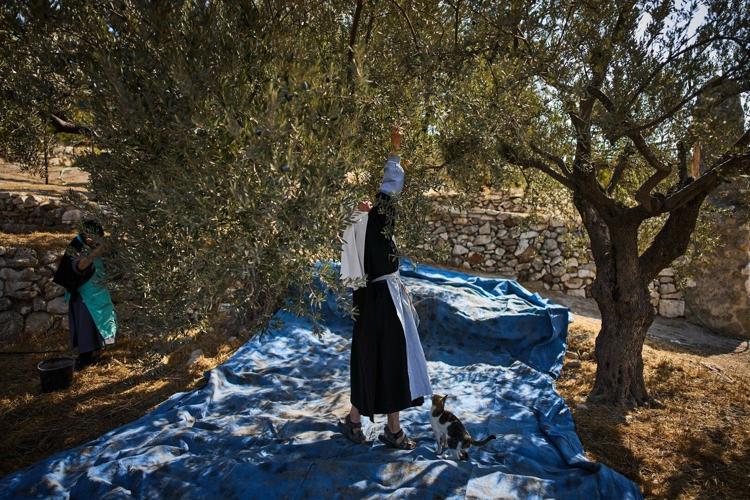 Photos show monks and nuns harvesting olives on the Holy Land’s Mount ...