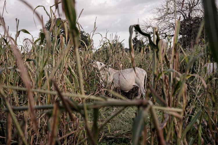 In Senegal, climate change is adding to historic tension between ...