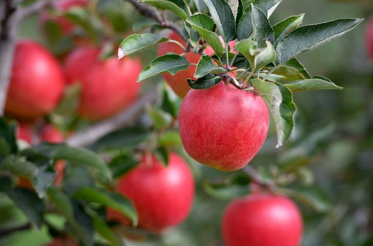 Simple Foods For Complicated Times