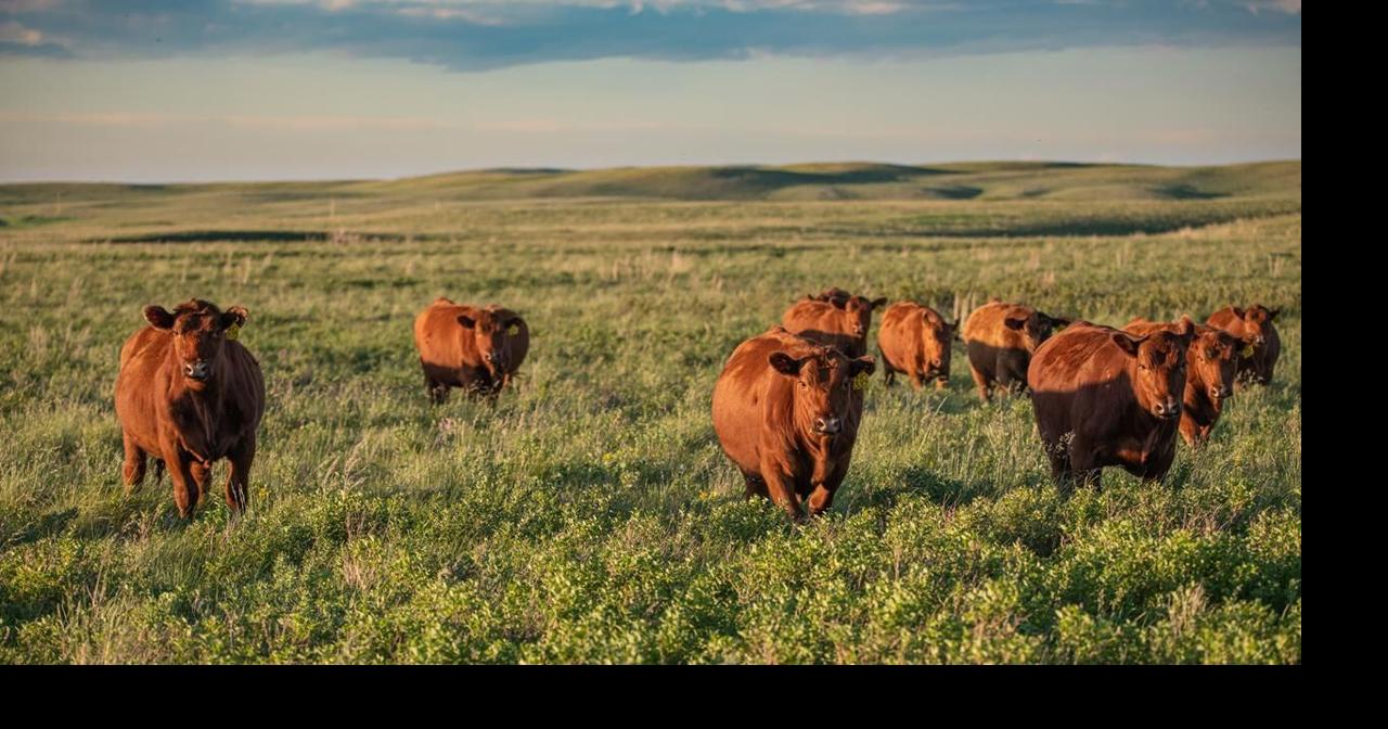 Deal to protect ranch from development means family can keep raising ...