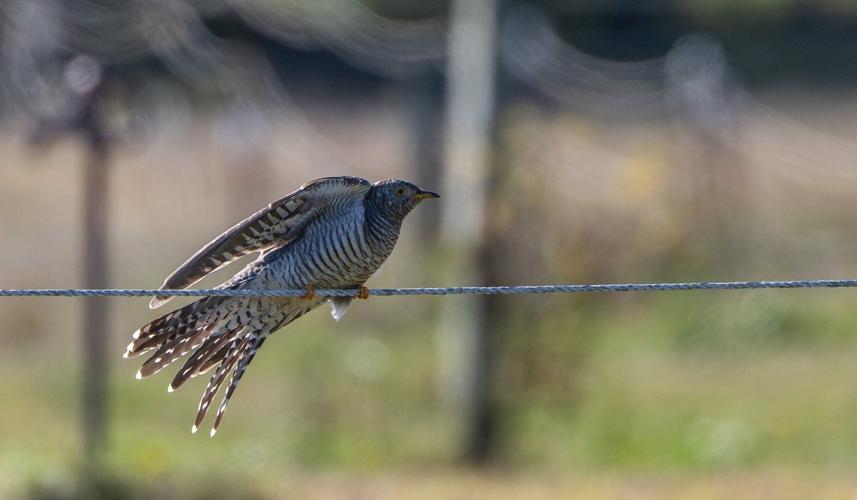 Birders going ‘cuckoo’ after unexpected sighting in New York City area