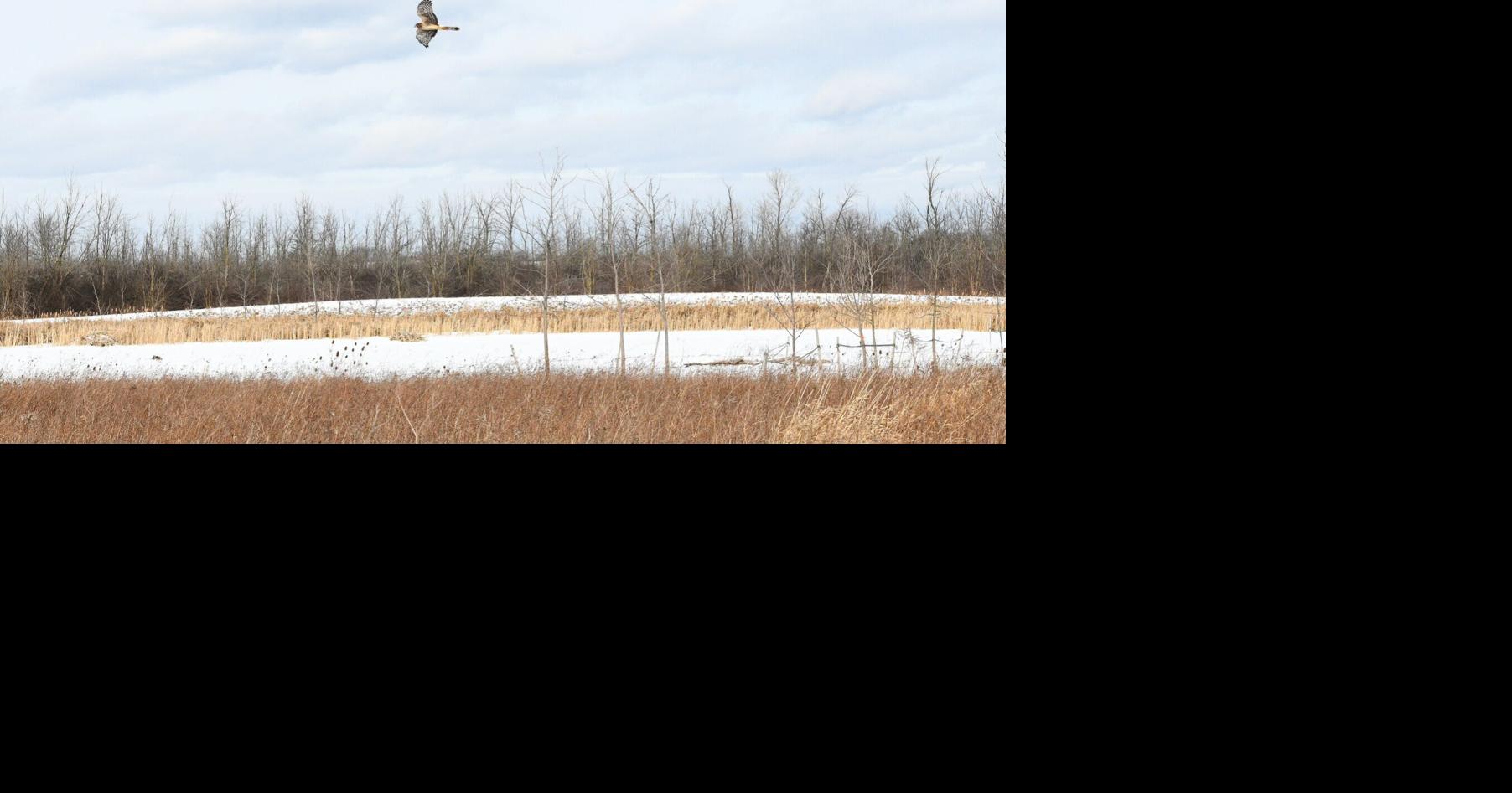 RBC pumps $200,000 into Saltfleet wetland restoration project