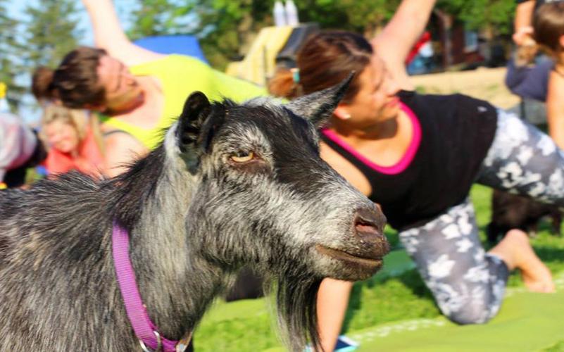 Triple C Farm, Fox Den Yoga team for goat yoga