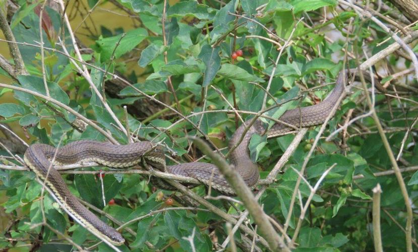Norfolk explorer crosses Canada in search of native snakes