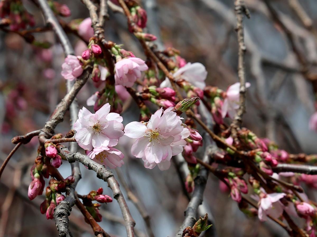 Cherry blossoms are at peak bloom in Hamilton