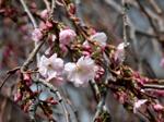 Cherry blossoms are at peak bloom in Hamilton