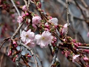 Cherry blossoms are at peak bloom in Hamilton