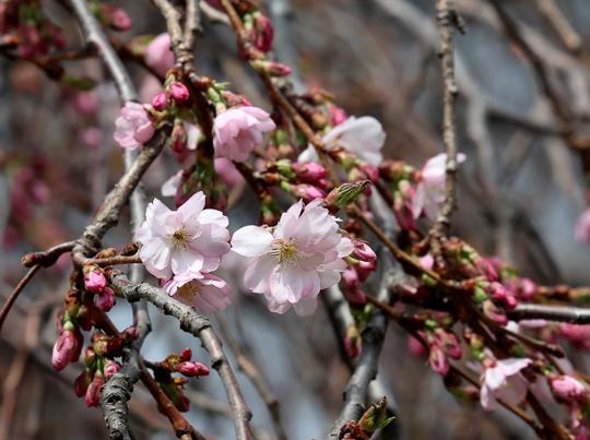 Cherry blossoms are at peak bloom in Hamilton