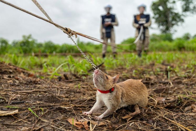 Photos of the giant rats leading land mine detection efforts in Cambodia