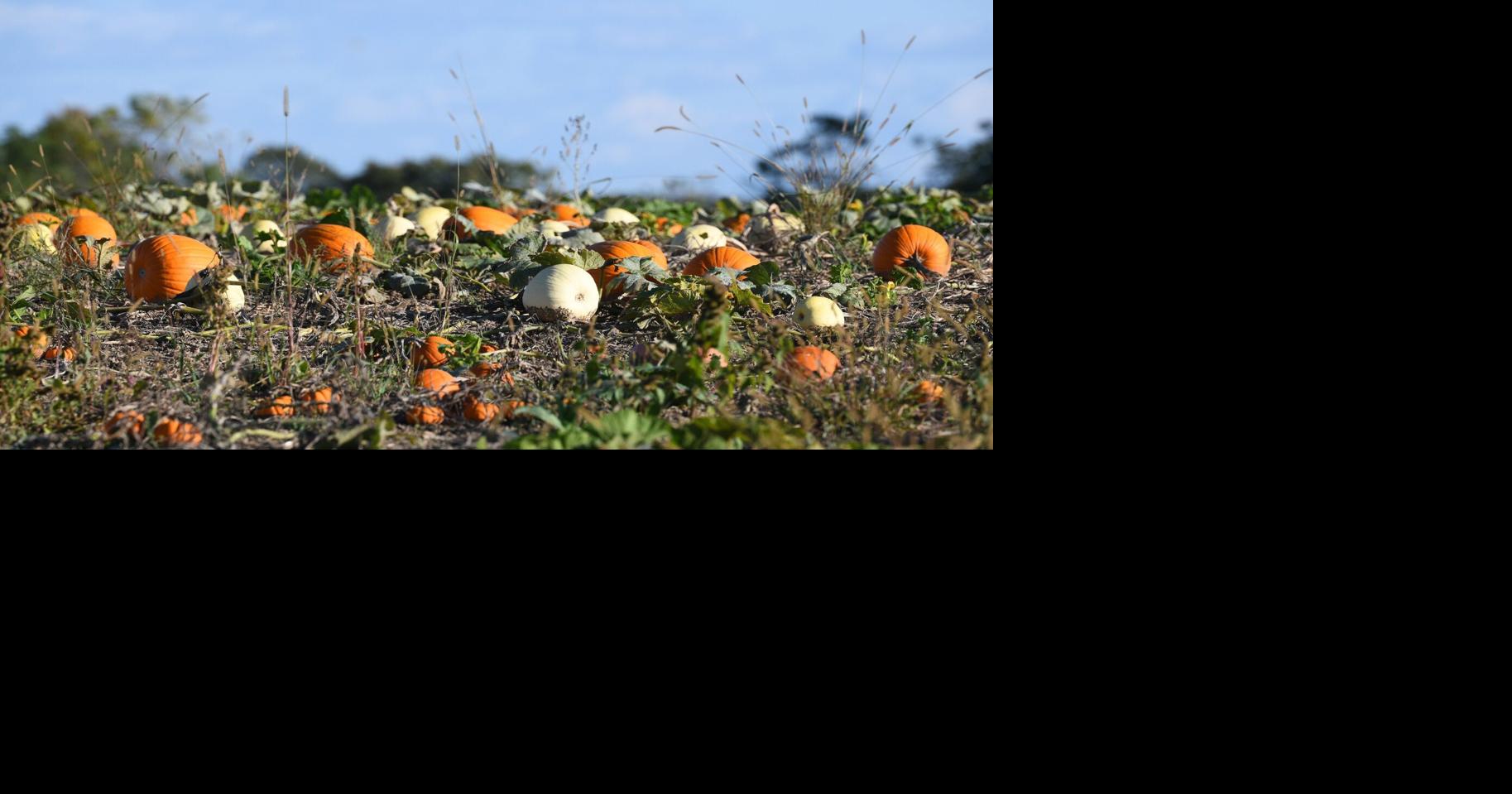 Hamilton’s pumpkin patches are ready for picking
