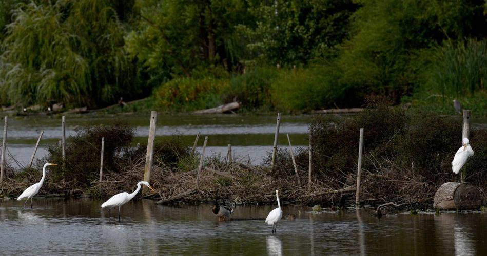 Photos: Herons and egrets in Hamilton’s Cootes Paradise