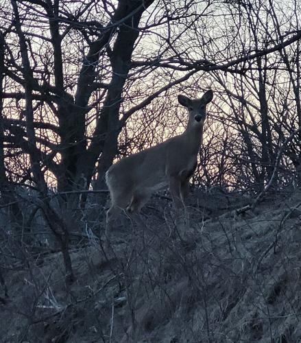 Ontario Provincial Police reminds drivers ‘don’t veer for deer’