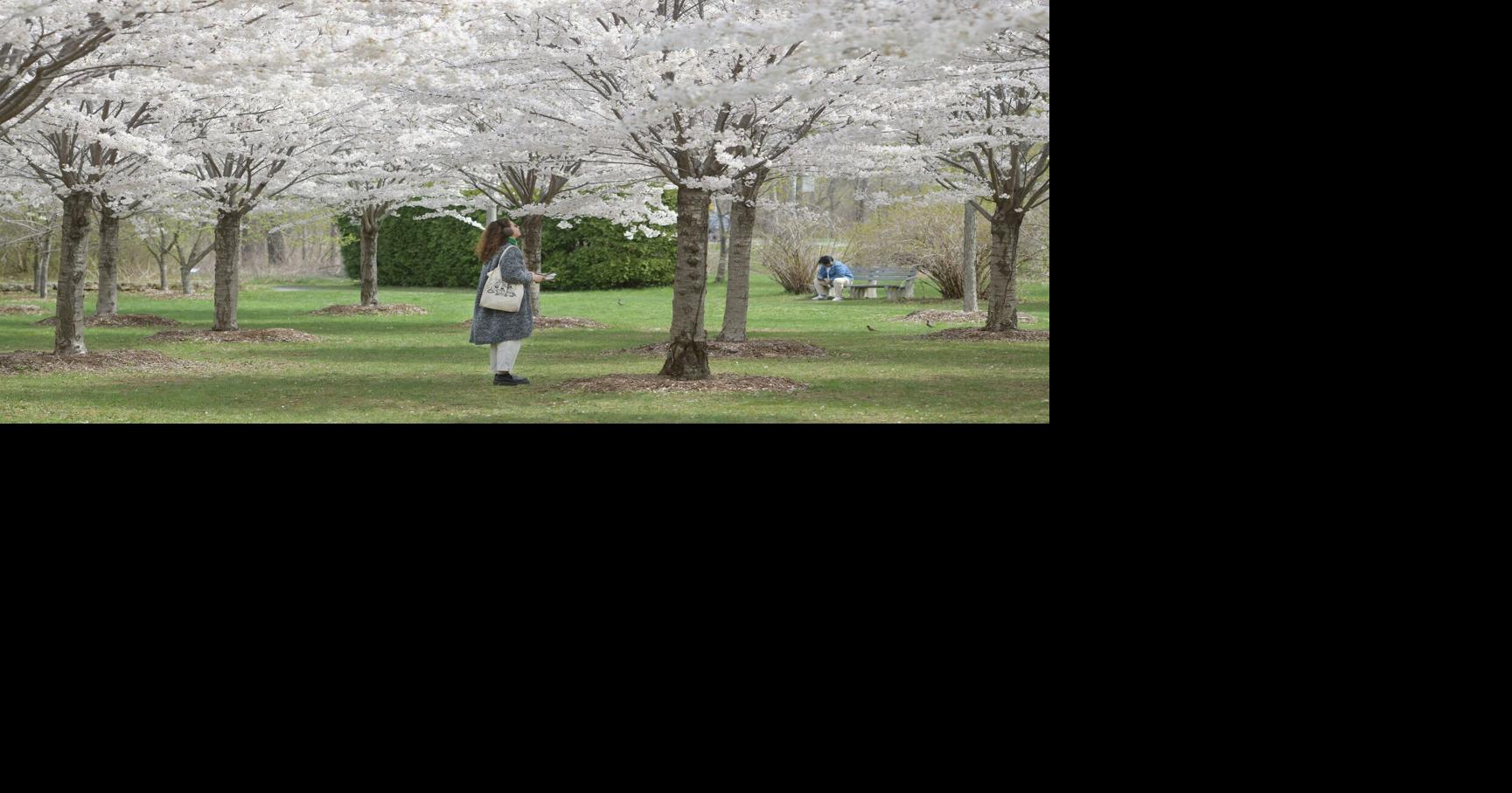 Five spots in Hamilton to savour cherry blossoms