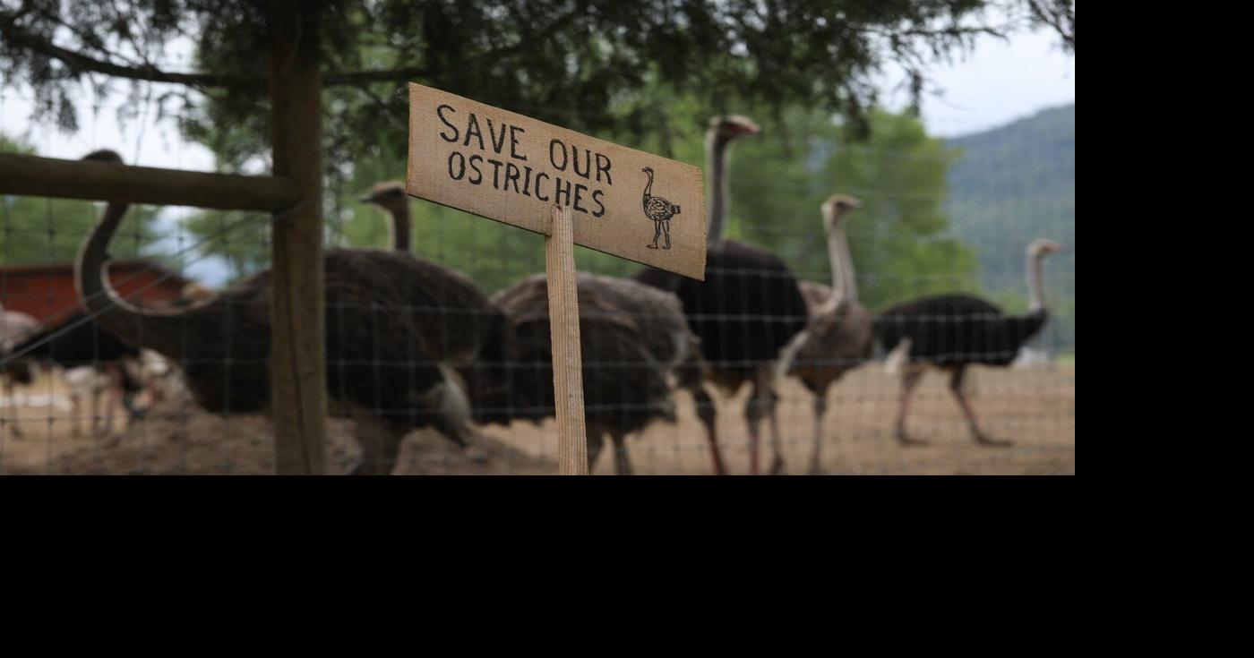 New analysis indicates higher lethality of avian flu at B.C. ostrich ...